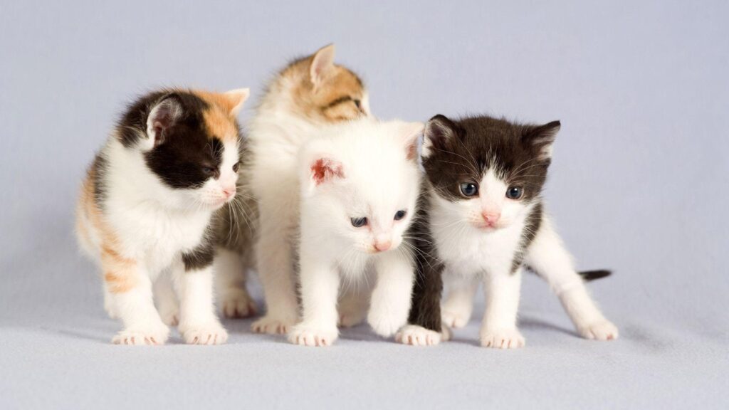 Adoption Tips – How to Prepare for Bringing Home a Rescue Cat