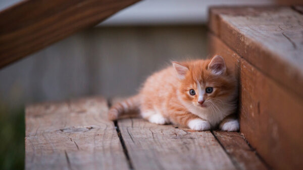 Kitten Care Guide: Everything You Need to Know